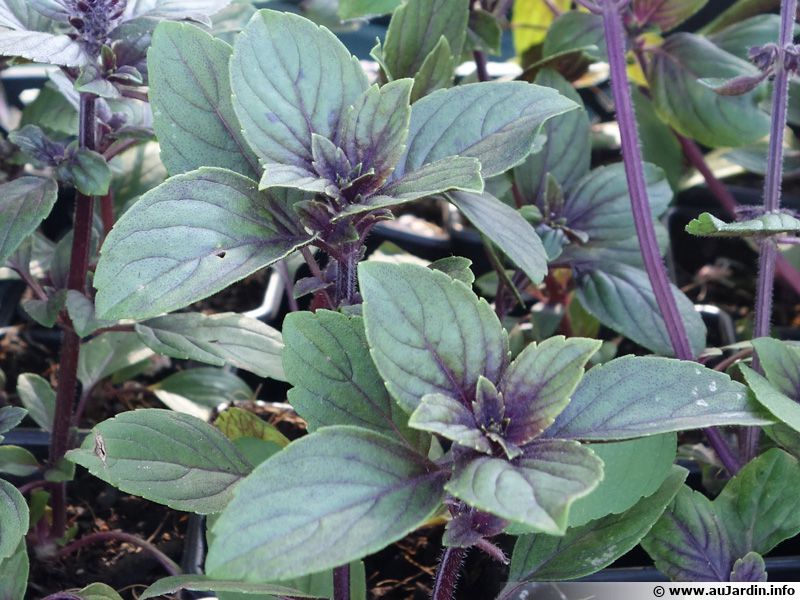 Basilic du Kenya, Basilic camphre, Basilic perpétuel : planter ...