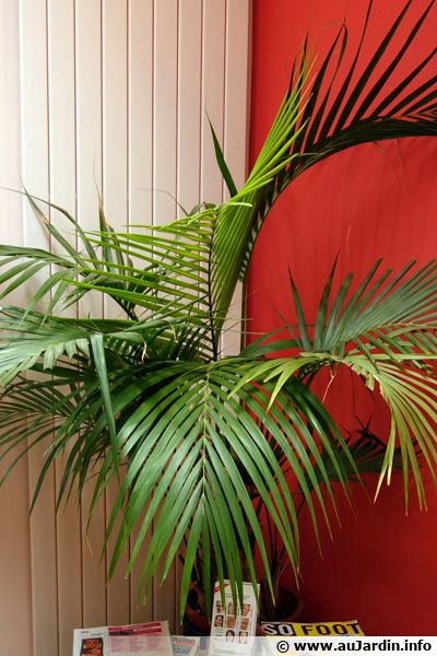 Les palmiers d'intérieur