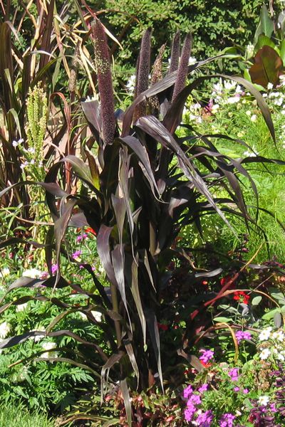Mil perlé, Millet à chandelle, Pennisetum glaucum : planter, cultiver ...