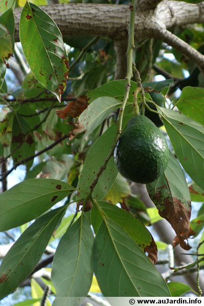 Avocatier (Avocat) : planter, cultiver, récolter