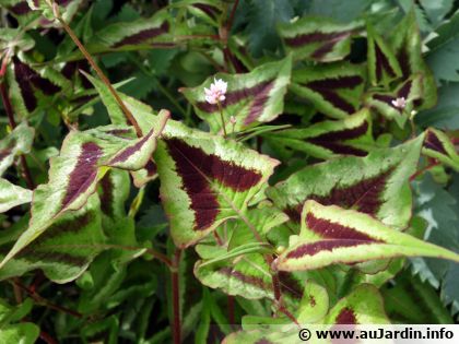 Renouée, Persicaire microcéphale, Persicaria microcephala : planter ...