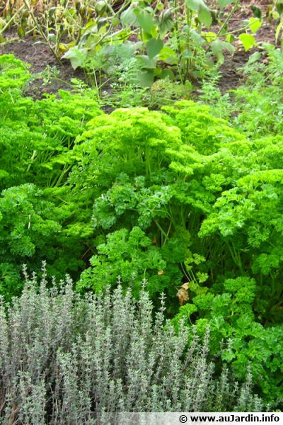 Les bienfaits du persil, l'aromatique la plus utilisée