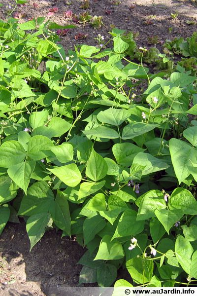 Haricot commun : planter, cultiver, récolter