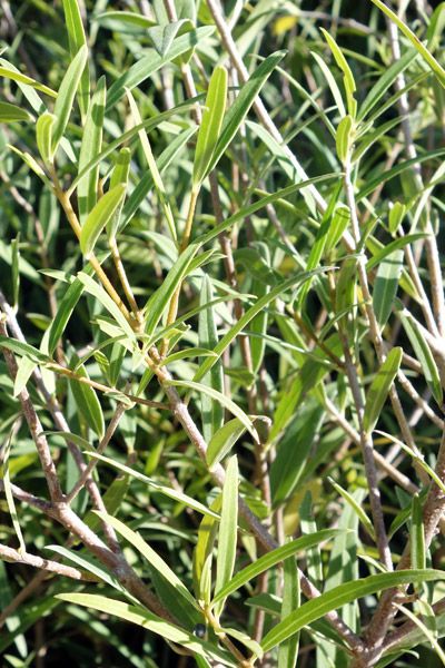 Filaire à feuilles étroites, Phillyrea angustifolia : planter, cultiver ...