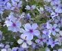 Phlox paniculé, Phlox vivace, Phlox paniculata : planter, cultiver ...