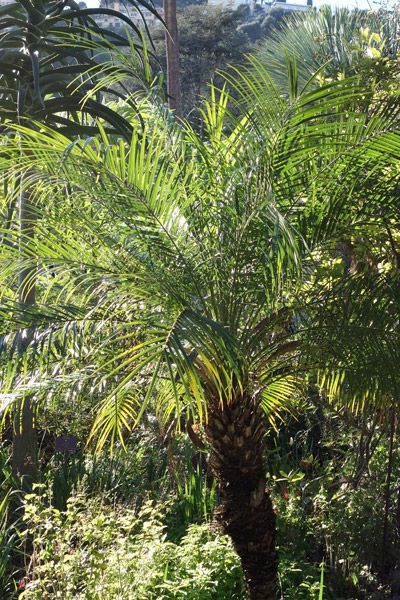 Dattier du Mékong, Palmier dattier nain, Phoenix roebelenii : planter ...