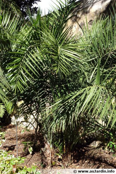 Palmier dattier de Ceylan, Phoenix pusilla : planter, cultiver, multiplier