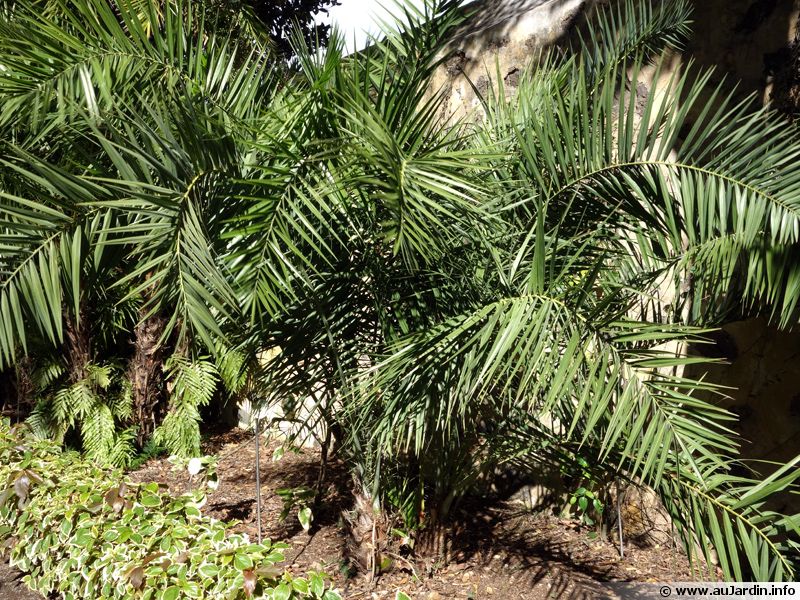 Palmier dattier de Ceylan, Phoenix pusilla : planter, cultiver, multiplier