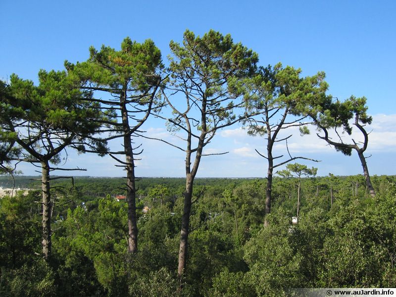 Pin maritime, Pin des Landes, Pinus pinaster : planter, cultiver ...