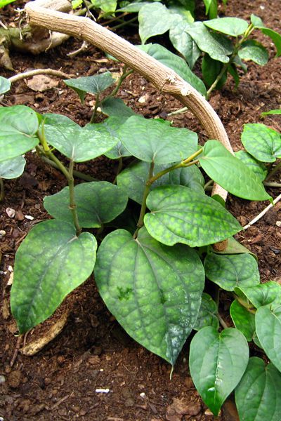 Poivre noir, Poivrier : planter, cultiver, récolter