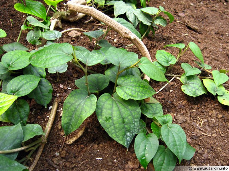 Poivre noir, Poivrier : planter, cultiver, récolter