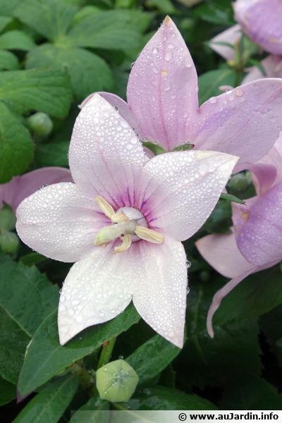 Campanule à grandes fleurs, Platycodon à grandes fleurs, Fleur ballon ...