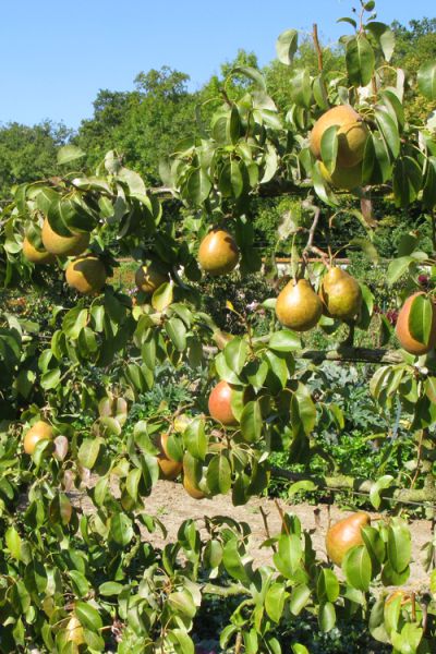 Questions fréquentes sur le poirier