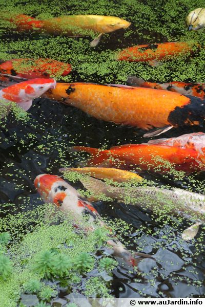 Bien choisir ses poissons pour le bassin