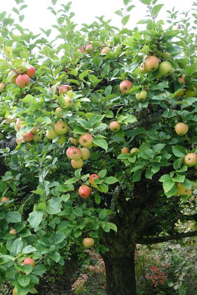 Questions fréquentes sur les pommiers