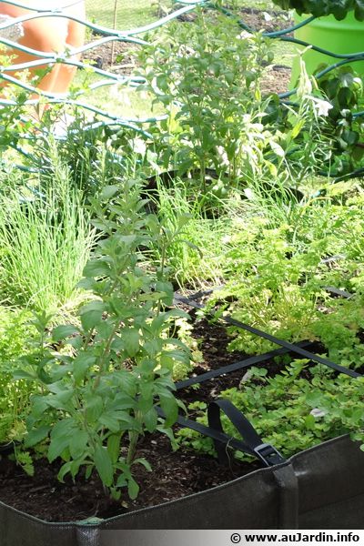 10 conseils pour réaliser un potager sur le balcon