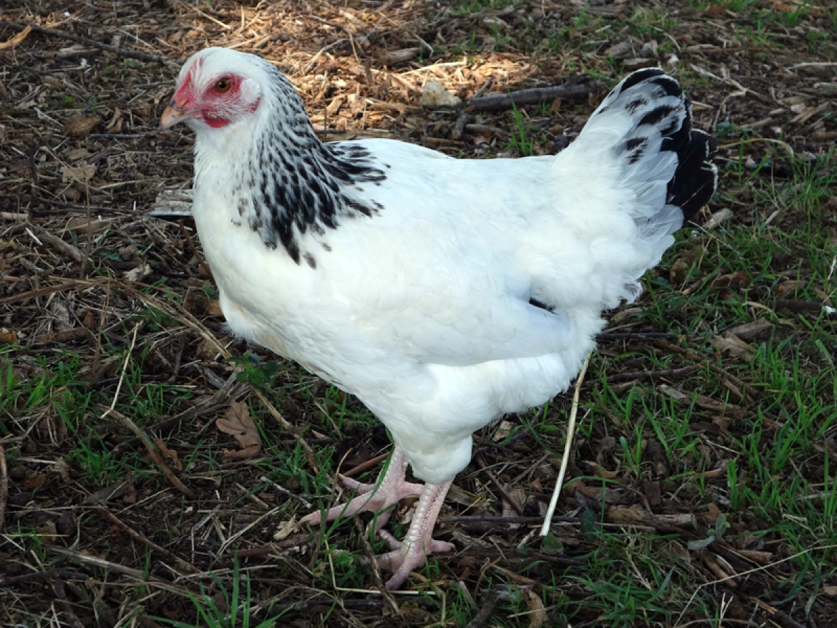 Races De Poules Pondeuses Poulailler Bio