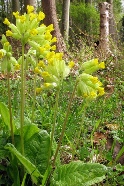 Coucou, Primevère officinale, Primula veris : planter, cultiver, multiplier