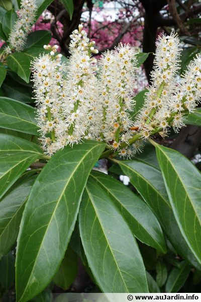 Laurier cerise, laurier palme, Prunus laurocerasus : planter, cultiver ...