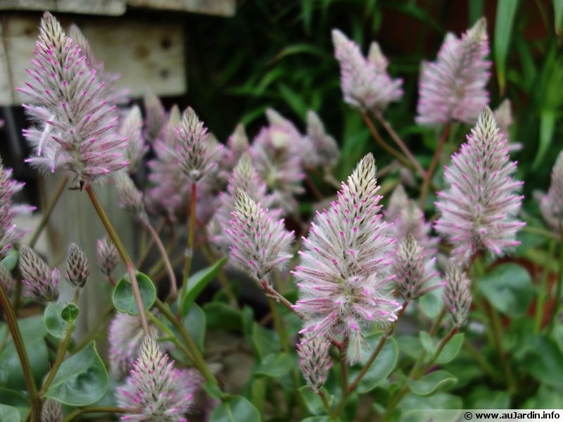 Ptilotus exaltatus : planter, cultiver, multiplier