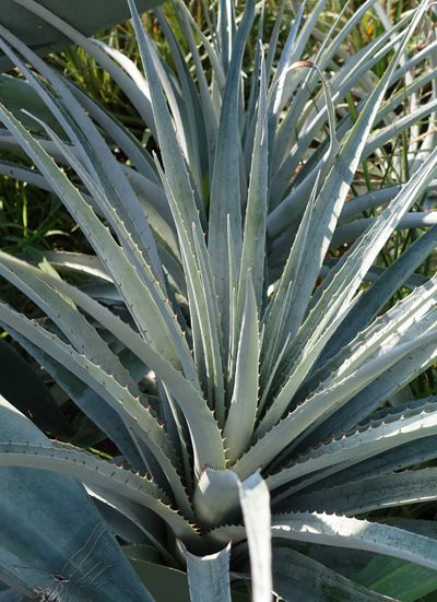 Chagual, Plante mange mouton, Puya harmsii : planter, cultiver, multiplier