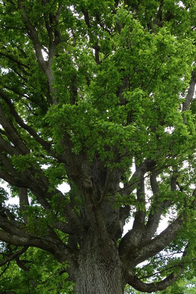 Chêne sessile, Chêne rouvre, Chêne à trochets, Quercus petraea ...