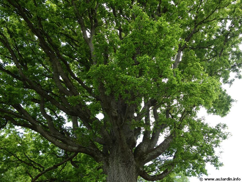 Chêne sessile, Chêne rouvre, Chêne à trochets, Quercus petraea ...
