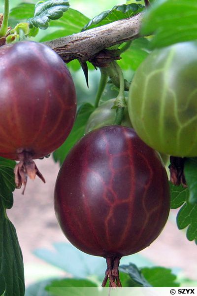 Groseillier à maquereau (Groseille) : planter, cultiver, récolter