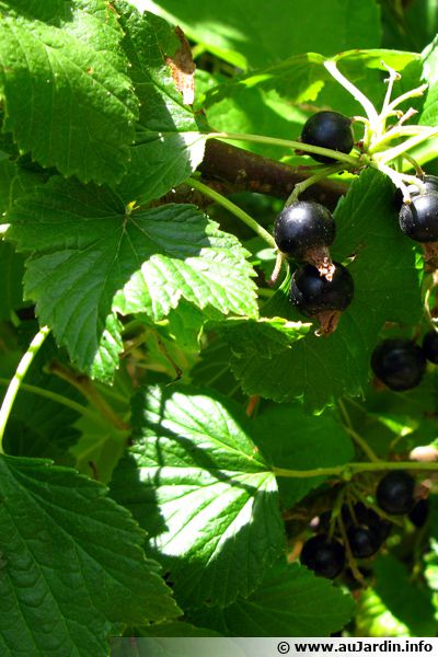 Cassissier (Cassis) : planter, cultiver, récolter