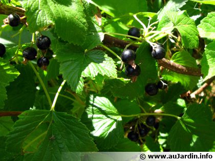 Cassissier (Cassis) : planter, cultiver, récolter