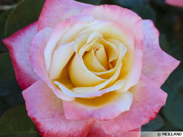Des rosiers stars chez Meilland