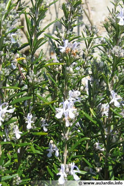 Romarin : planter, cultiver, récolter