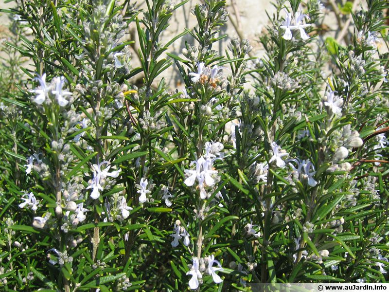 Romarin : planter, cultiver, récolter