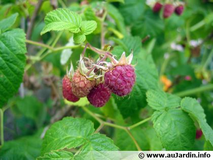 Framboisier (Framboise) : planter, cultiver, récolter