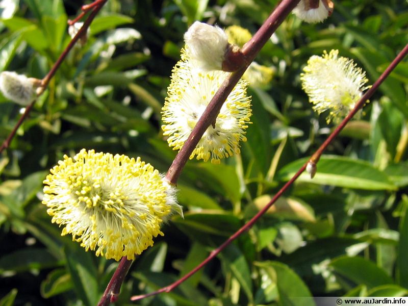 Saule Marsault pleureur, Salix caprea 'Kilmarnock' : planter, cultiver ...