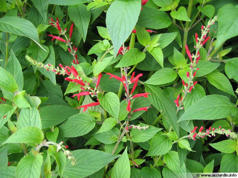 Des sauges pour tous les goûts