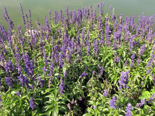 Les sauges annuelles