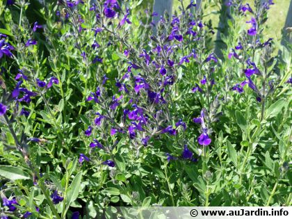 Sauge arbustive violette, Sauge des canyons, Sauge violette royale ...