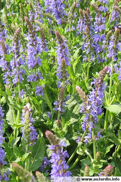 Sauge des bois, Salvia nemorosa : planter, cultiver, multiplier