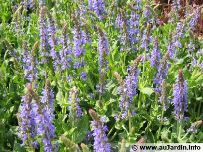 Sauge des bois, Salvia nemorosa : planter, cultiver, multiplier