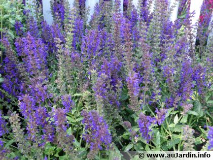 Sauge des près, Sauge commune, Salvia pratensis : planter, cultiver ...