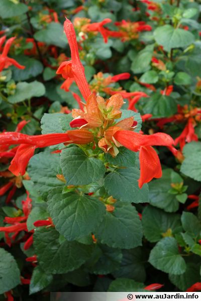 Sauge rouge des montagnes, Salvia regla : planter, cultiver, multiplier
