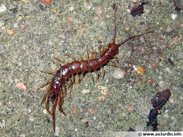 Les autres arthropodes, araignées, mille pattes
