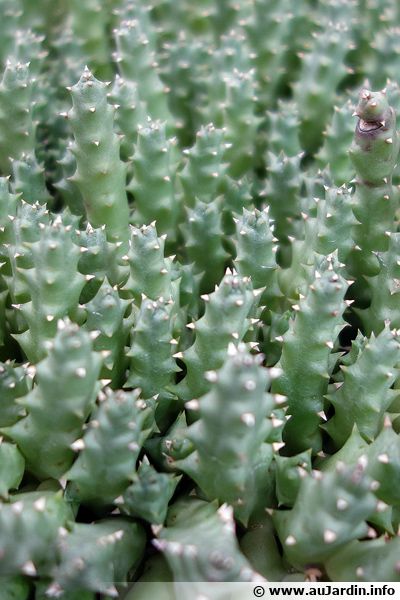 Stapélia, Orbea lepida : planter, cultiver, multiplier