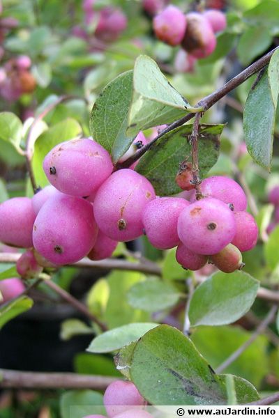 Symphorine, Symphoricarpos : planter, cultiver, multiplier