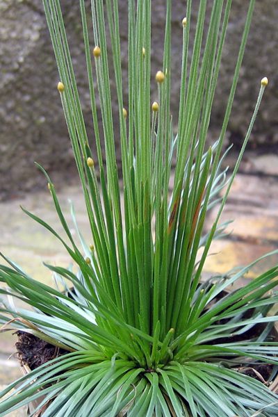 Mikado, Syngonanthus chrysanthus 'Mikado' : planter, cultiver, multiplier