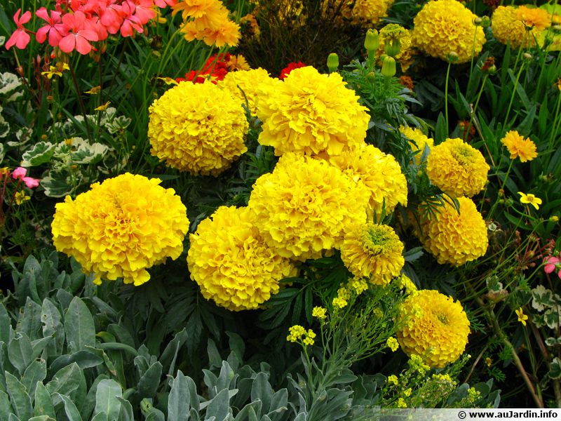 Rose d'Inde, Tagetes erecta : planter, cultiver, multiplier