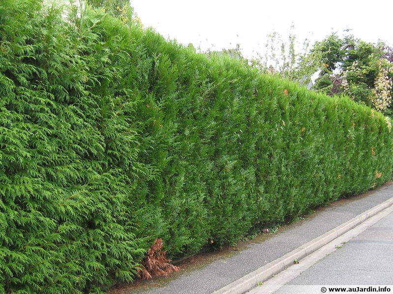 Thuya, Thuja : planter, cultiver, multiplier