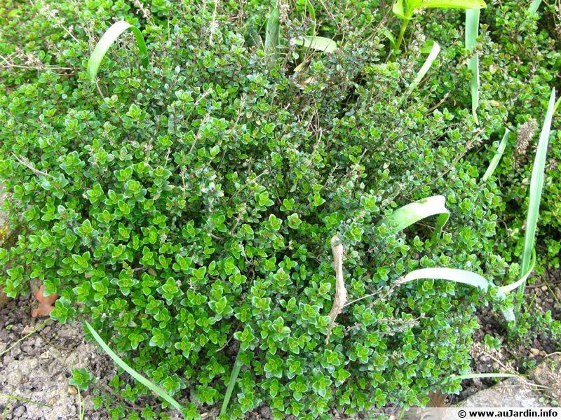 Thym-citron : planter, cultiver, récolter