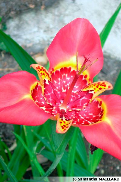 Oeil de paon, Tigridia pavonia, Fleur de paon, Lis de tigre : planter ...